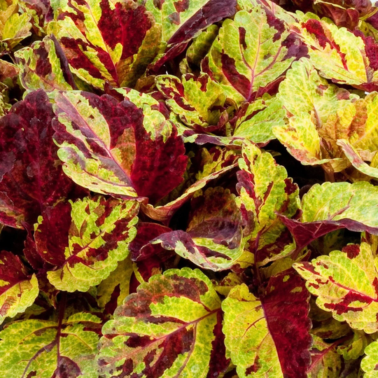 Buy Coleus Seeds Fairway Mosaic 50 Thru 500 Dwarf Shade Plant Online