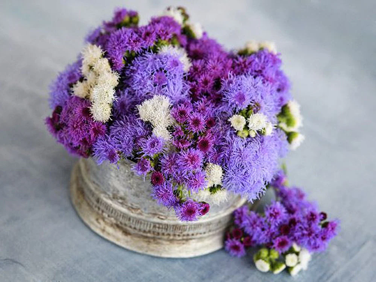 Buy Ageratum F1 Bermuda Mixed Pelleted Flower Seeds - 15 Purple, Blue ...