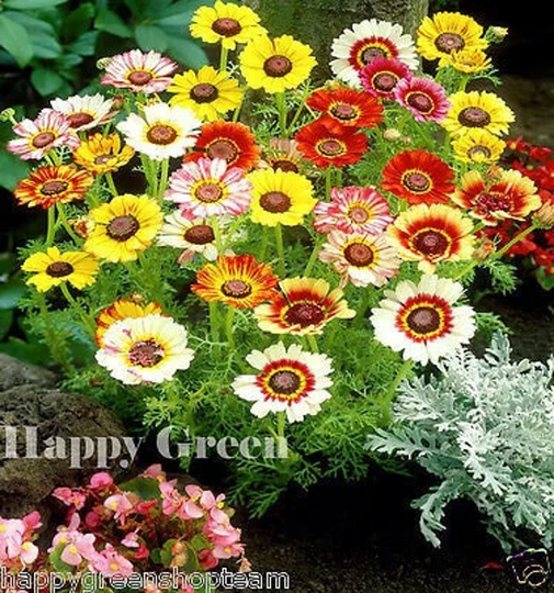 Buy Painted Daisy - Rainbow Mixed 750 Seeds Chrysanthemum Carinatum ...