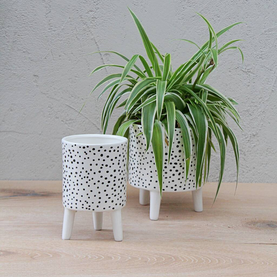 Buy Spotty Plant Pots Online