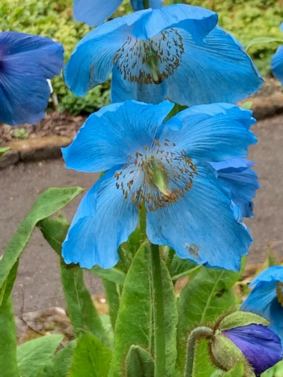 Buy Meconopsis Grandis | 15 Seeds Online