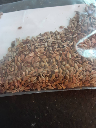Buy Chinese Hemlock Tree Seeds | Tsuga Chinensis Online