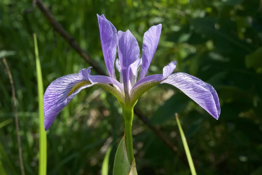 Buy Southern Blue Flag Iris Seeds 20 Count Online