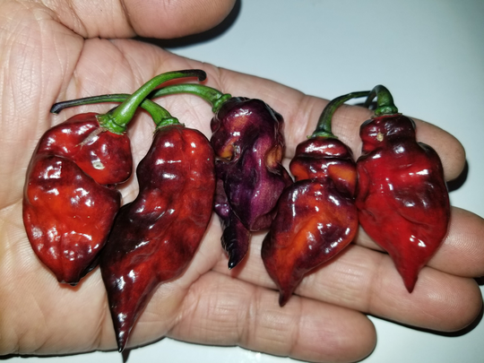 Buy Leopard Reaper F5 Pepper 12 Seeds Free Domestic Ship Online