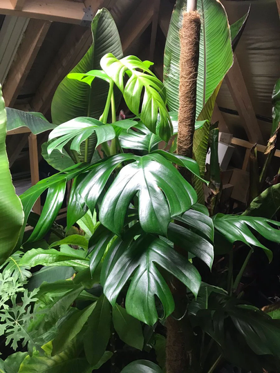 Buy Palm Leaf Monstera Creeping Philodendron Rhaphidophora Tropical ...