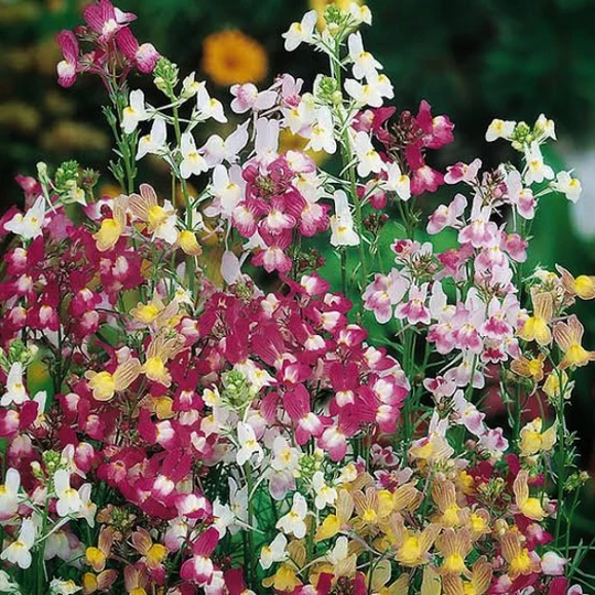 Buy Linaria Fairy Bouquet 600+ Seeds Annual | Dainty & Quick To Flower ...
