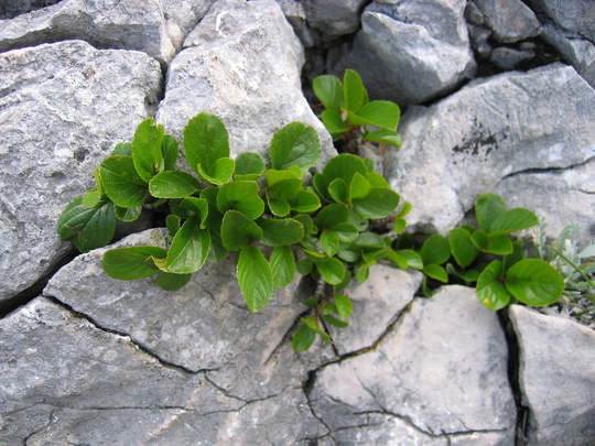 Buy 10 Rhamnus Pumila Seeds Online