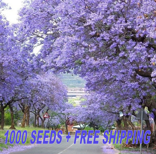 Buy 1, 000 Fresh Seeds - Empress Foxglove Tree/Princess | Paulownia ...