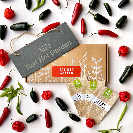 Buy Red Hot Chilli Garden Gift Online