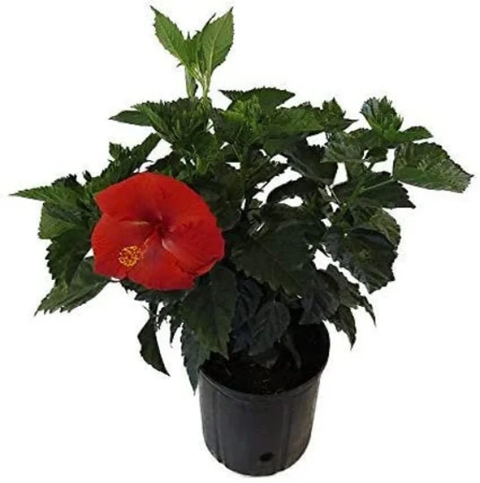 Buy Hibiscus Live Plant Large, 10 Online