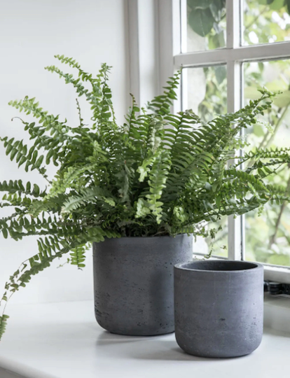 Buy Large Cement Straight Plant Pot - Carbon Online