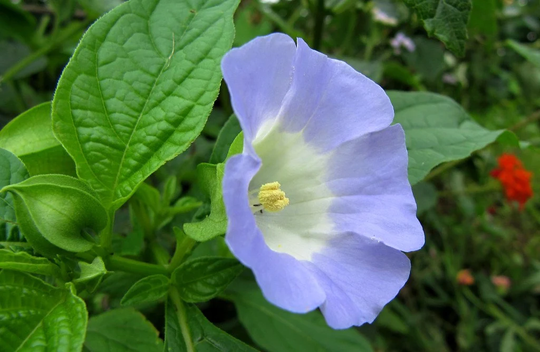 Buy 500 Nicandra Physaloides Seeds , Shoo Fly Plant Seeds. Apple Of ...
