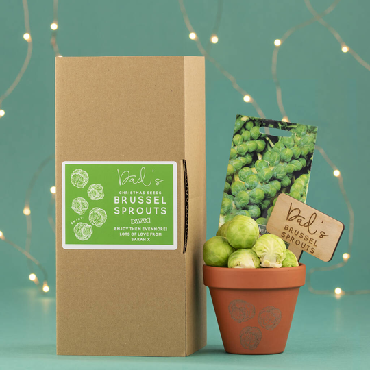 Buy Christmas Brussel Sprout Seed Box Set Online