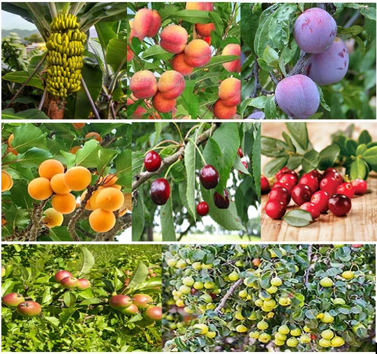 Buy 24 X Mixed Fruit Tree Seeds. | 3 Seeds From 8 Varieties Online