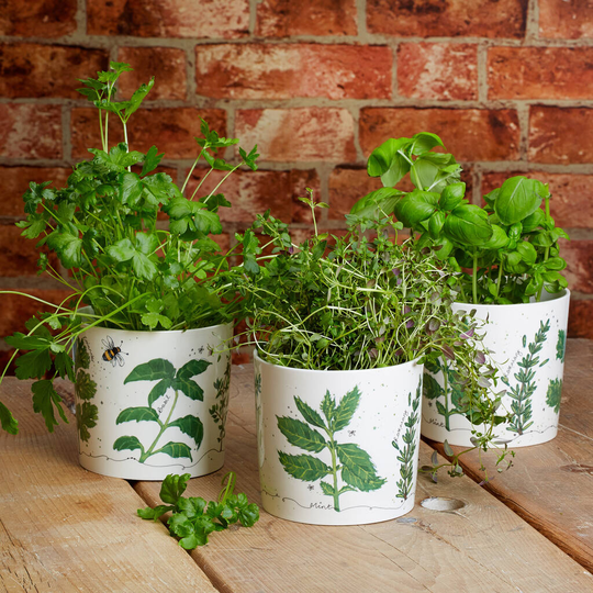 Buy Decorative Ceramic Herb Pot Online