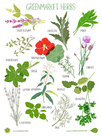 Buy Herb Poster Online