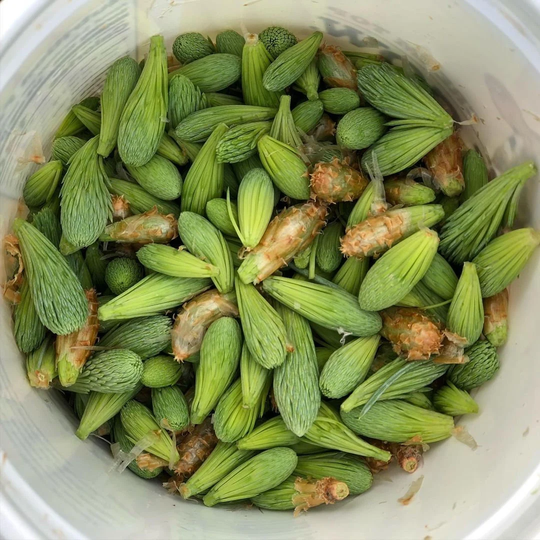 Buy Frozen Spruce Tips Wildcraft Organic Natural Lime Tasty Brew Online