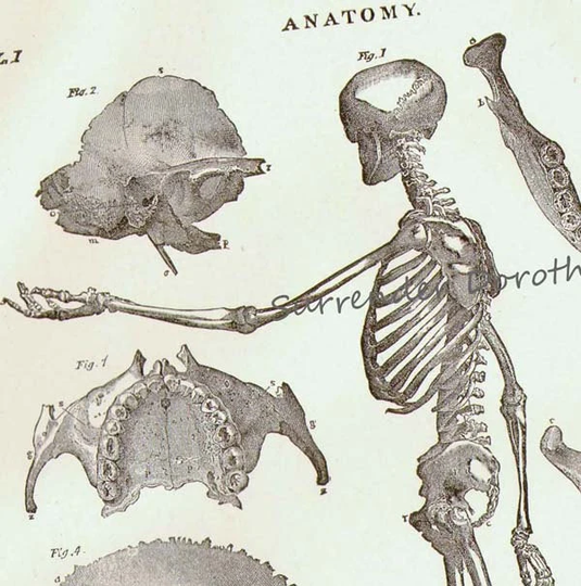 Buy Human Anatomy Skeletal System Lateral View With Skulls 1892 ...