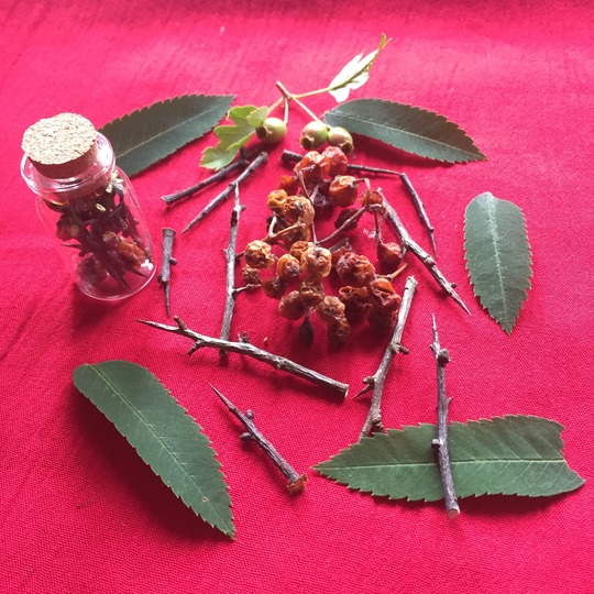 Buy Blackthorn Hawthorn Rowan Protection Collection Online
