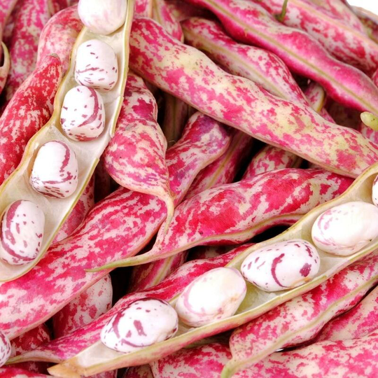 Buy Vegetable Seeds, Golden Hook Beans - Borlotto Lingua Di Fuoco, 50 ...