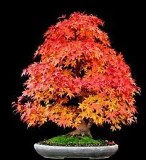 Buy 100 X Sugar Maple Tree Seeds - Acer Saccharum Rock Online