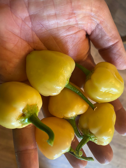 Buy Peppa Peach Pepper 15 Seeds Online