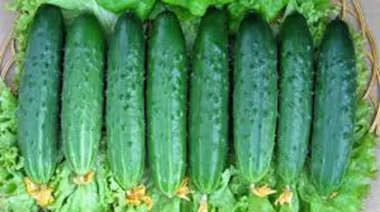 Buy Cucumber Seeds Cuckoo F1 Online