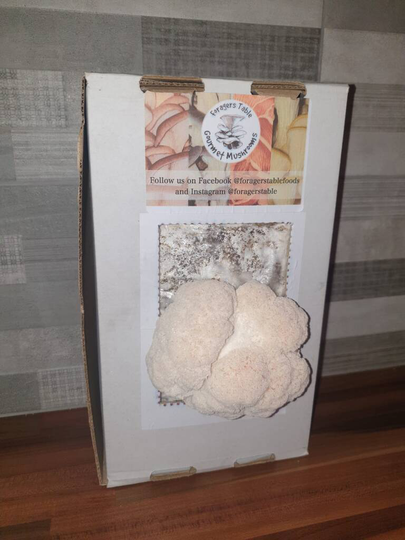 Buy Lions Mane Mushroom Growing Kit Ready To Grow Online