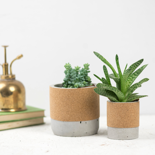 Buy Concrete & Cork Plant Pot - Planter Cactus Planter Succulent Medium ...