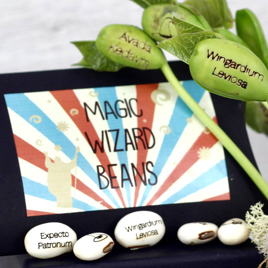 Buy Magic Wizard Bean Grow Set Online