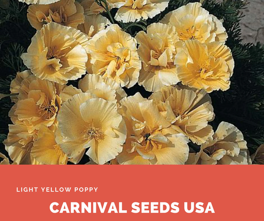 Buy Light Yellow Poppy - 30 Seeds Flower Online