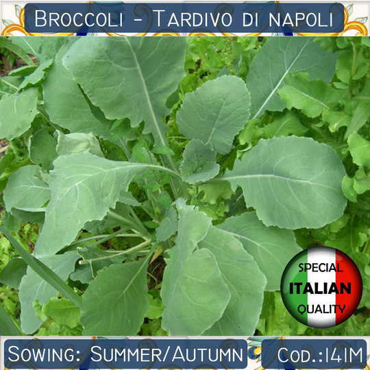 Buy 250+ Broccoli Tardivo Di Napoli Seeds, Rabe Italian Vegetable Non ...
