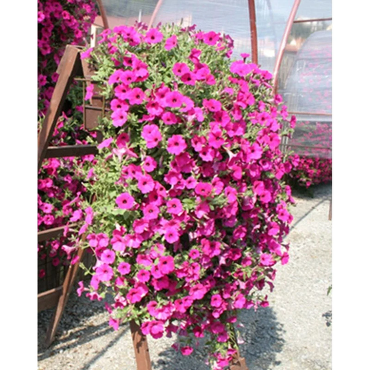 Buy Petunia Trailing Pink F1 Seeds Annual Hybrid Non Gmo For Planting ...