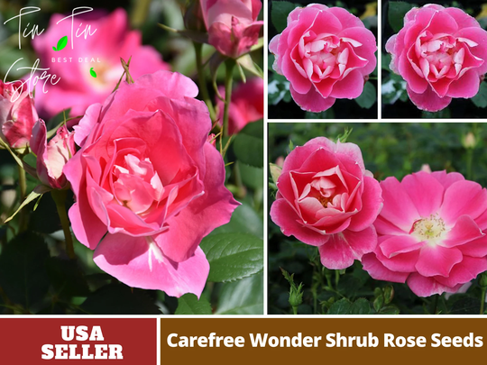 Buy 30 Rare Seeds-Pink Carefree Wonder Rose Seeds-Perennial -Authentic ...