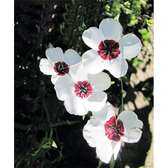 Buy Rare Original Seeds Flower Linen Large-Flowered "Clear Eyes Online