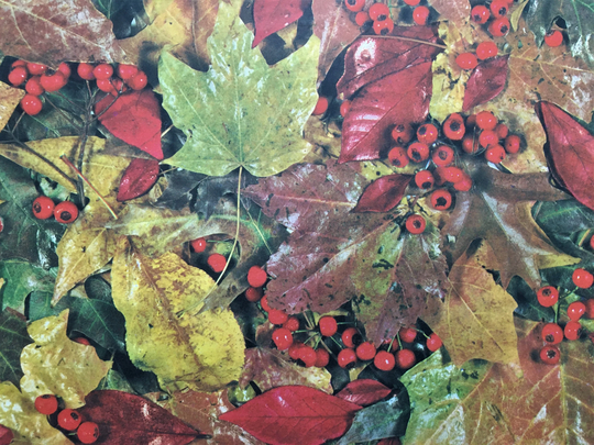 Buy Vintage Change Of Seasons Fall Autumn Leaves Falling Orange Yellow ...