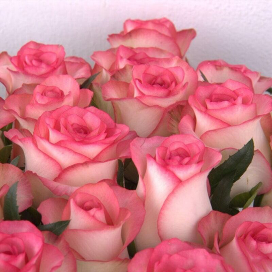 Buy 10 Seed Pack Pink Rose Bush Bare Root Plant Shrub Online