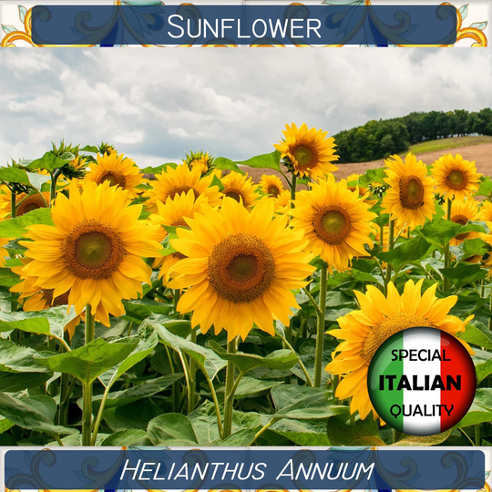 Buy 20 Sunflower Seeds, Helianthus Annuum Giant Girasole #fi561 Online