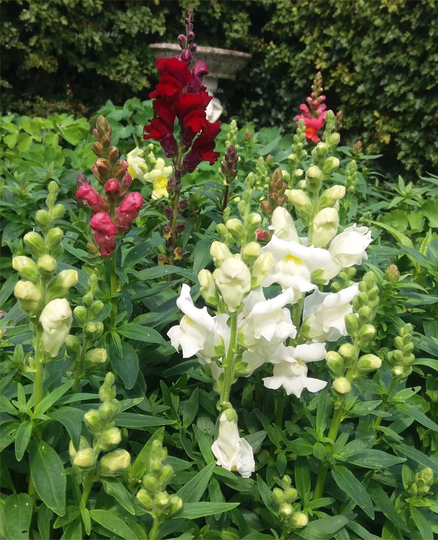 Buy Antirrhinum Cheerio Mixed Approx, 2000 Seeds, Snap Dragons Online