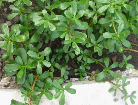 Buy 500 Wild Purslane Seeds - Asian Spinach Kulfa Saag, Luni Bhaji | UK ...