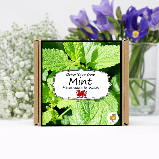 Buy Grow Your Own Herbs Kit / Mint Online