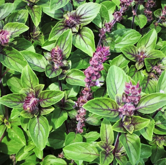 Buy Persian Basil Seeds | Iranian Basil | Ocimum Basilicum Herb Garden ...