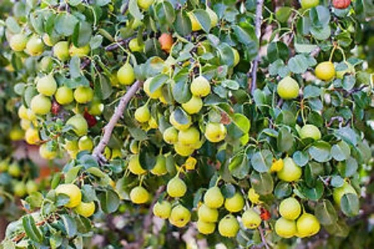 Buy 20 X Wild Pear Seeds | Pyrus Communis Online