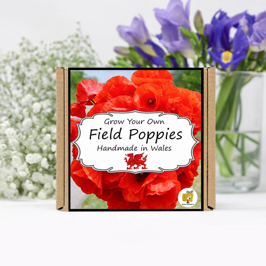 Buy Grow Your Own Remembrance Poppy Flowers Kit Online