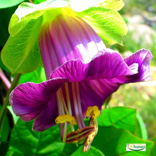 Buy Flower Seeds Cobaea Scandens Purple Online