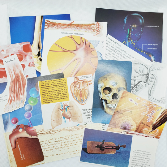 Buy Anatomy Paper Kit #7, Medicine, Skeleton. Vintage Ephemera ...