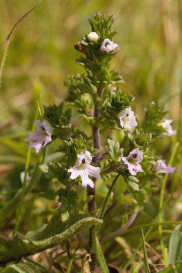 Buy Euphrasia Officinalis - Eyebright, Approx, 350 Seeds Wild Flower ...