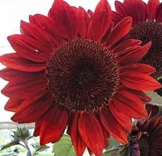 Buy Red Sun Sunflower Seeds Online