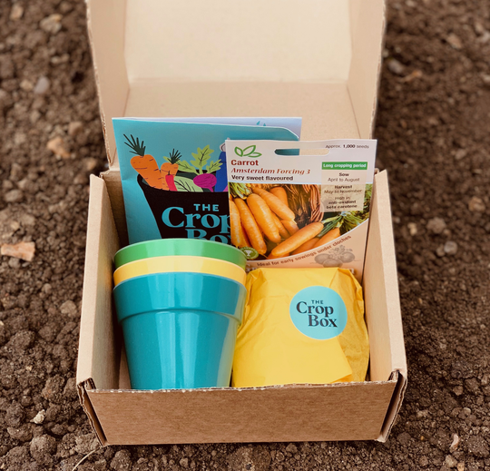 Buy Grow Your Own Carrots Kit For Children Online