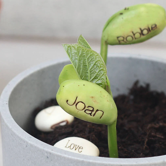 Buy Personalised Name Bean Seeds Online